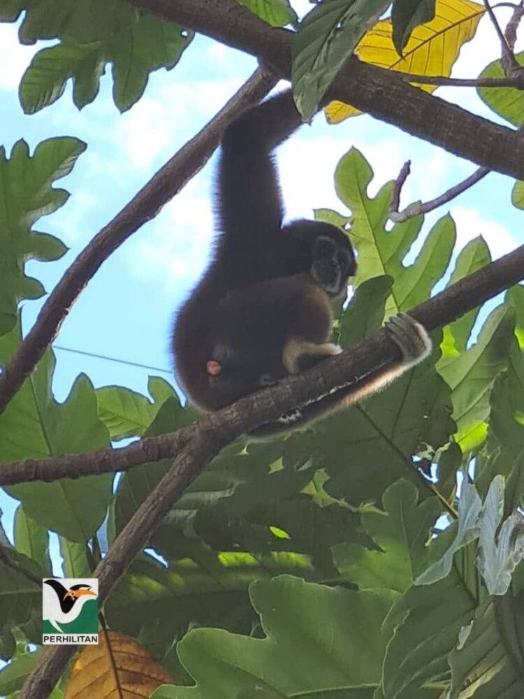Ungka tangan putih sesat di KL diselamatkan Perhilitan - Utusan Malaysia